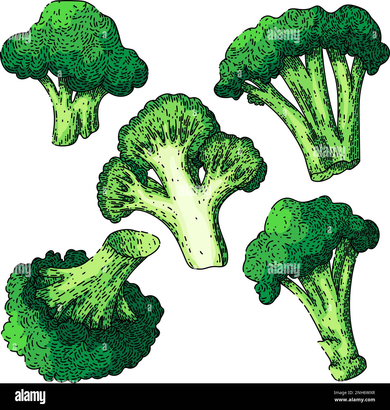 broccoli green fresh set sketch hand drawn vector Stock Vector Image ...