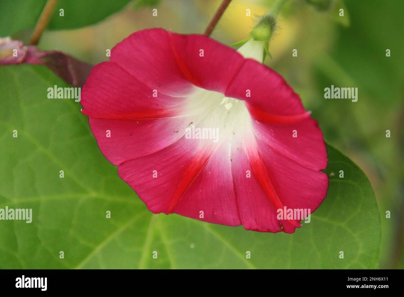 Beautiful red morning glory blossom growing on a vine in a summer ...