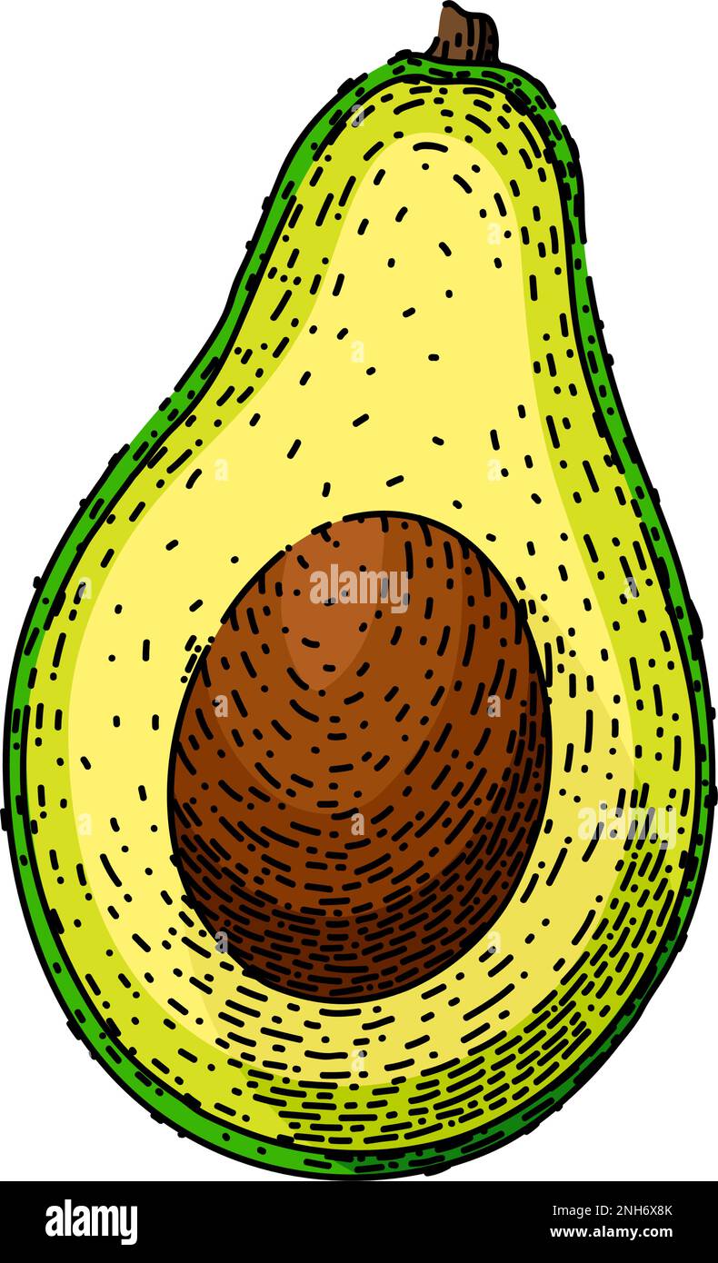 Avocado Fruit Drawing