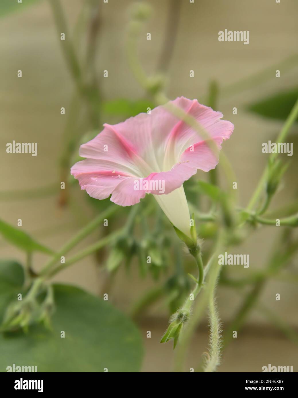 Pretty pink morning glory growing on a vine in a summer garden in ...
