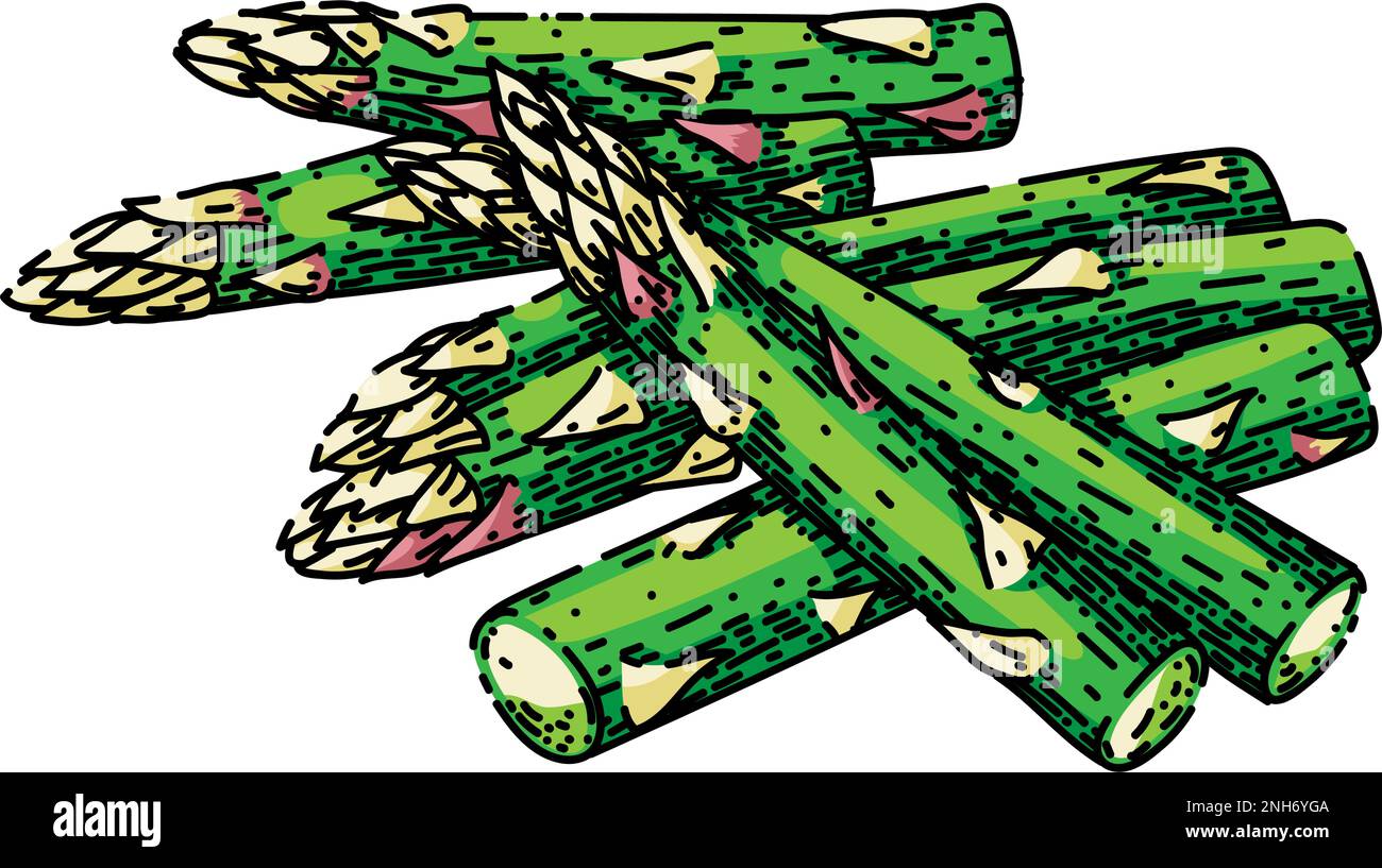 asparagus food sketch hand drawn vector illustration Stock Vector Image ...