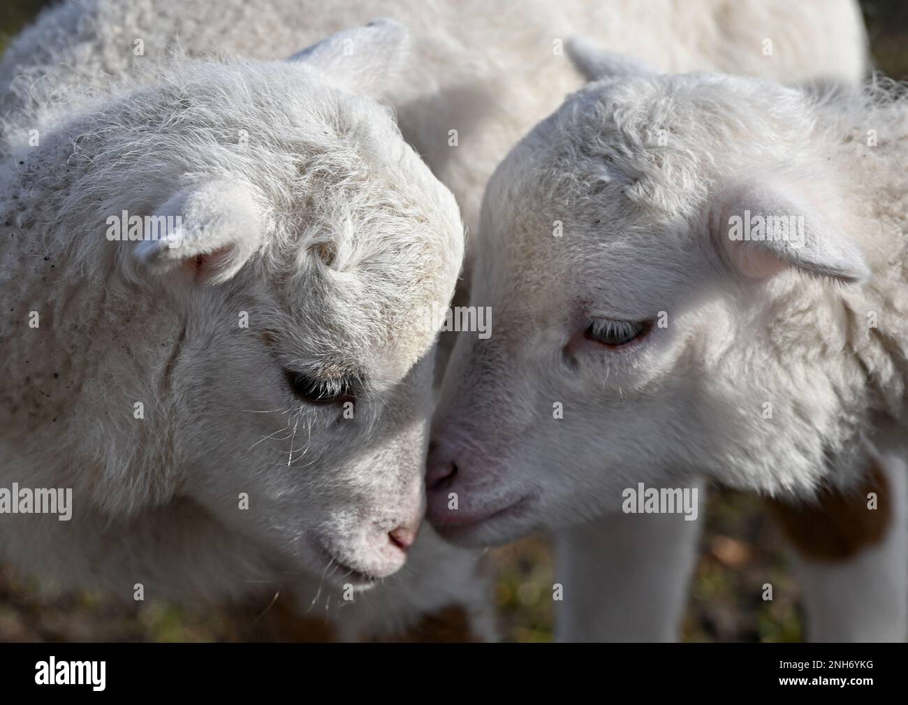 Bad Freienwalde, Germany. 21st Feb, 2023. Two day-old ewe lambs ...