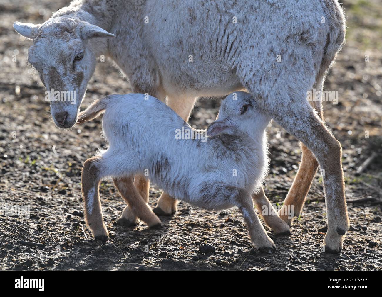 Old ewe hi-res stock photography and images - Alamy