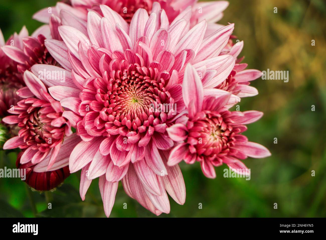 Yahiko shrine japan hi-res stock photography and images - Alamy
