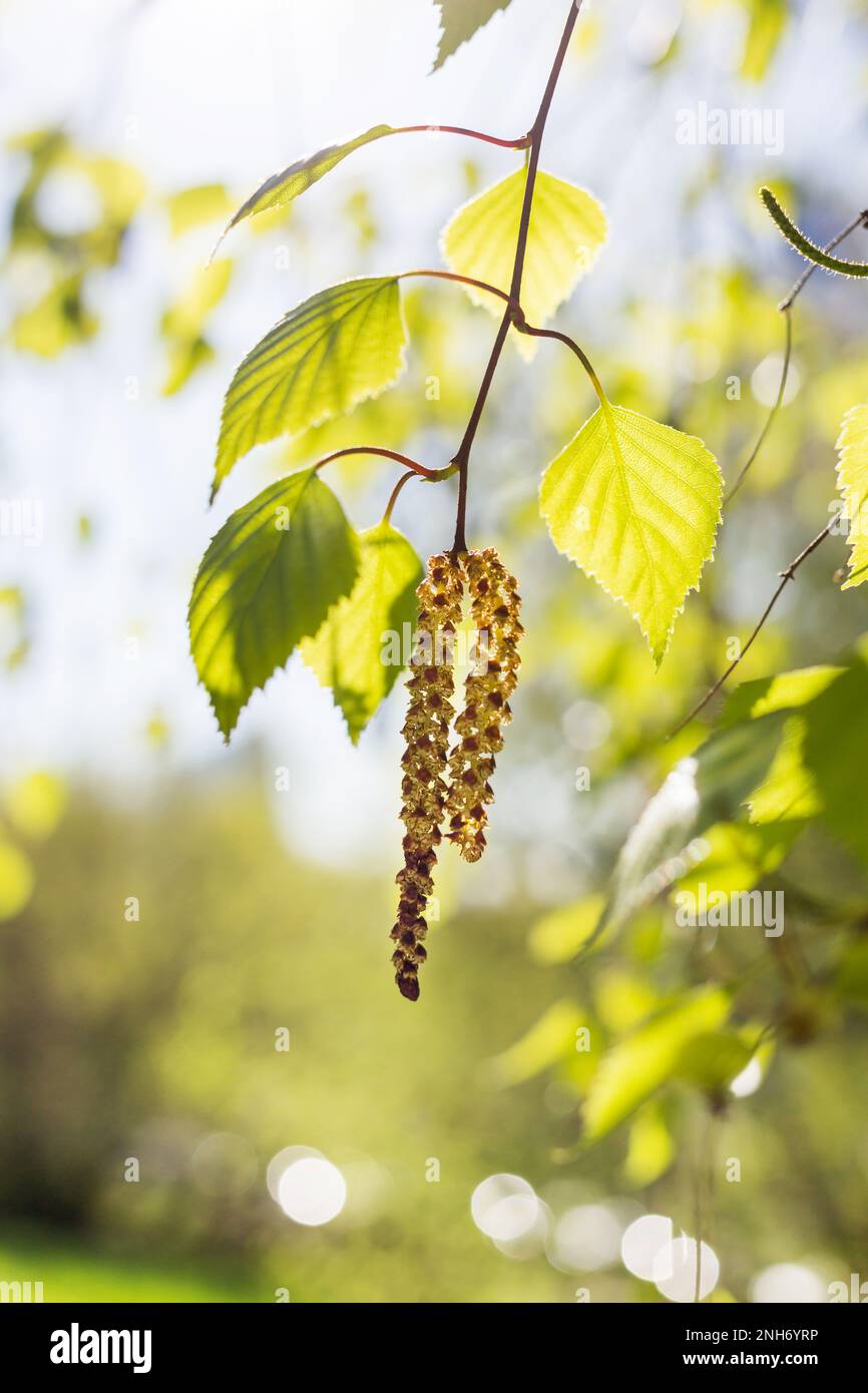 Abstract spring background with birch tree branch Stock Photo - Alamy