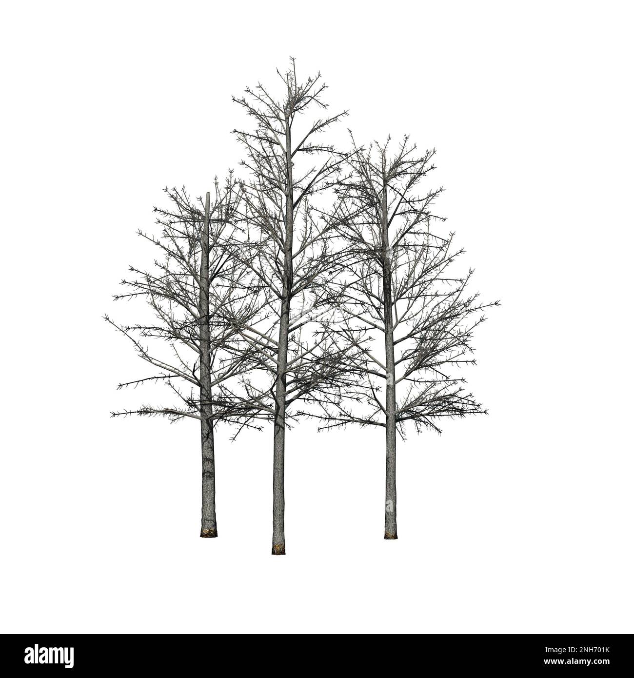 a group of Shingle Oak trees in winter isolated on white background ...