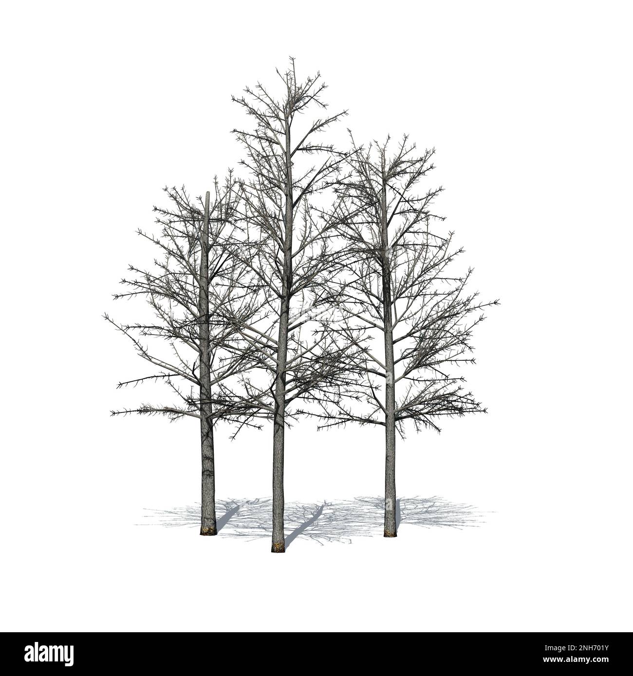 a group of Shingle Oak trees in winter with shadow on the floor ...