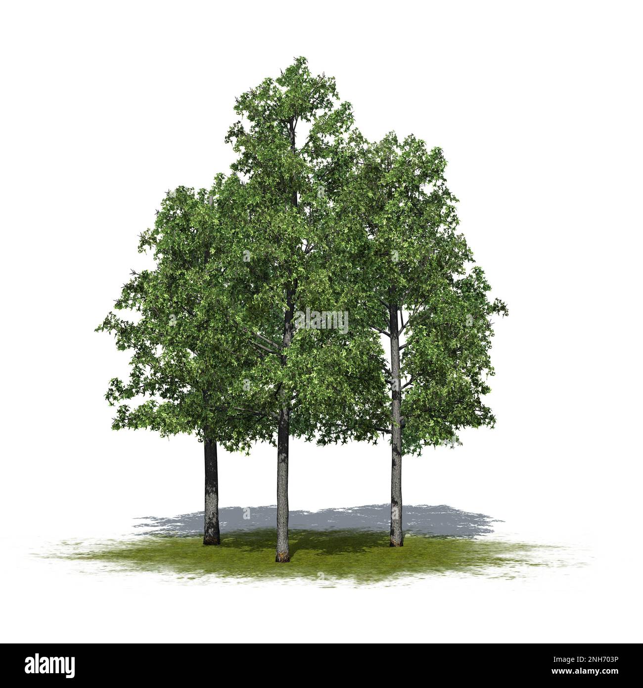 a group of Shingle Oak trees on green area with shadow on the floor ...