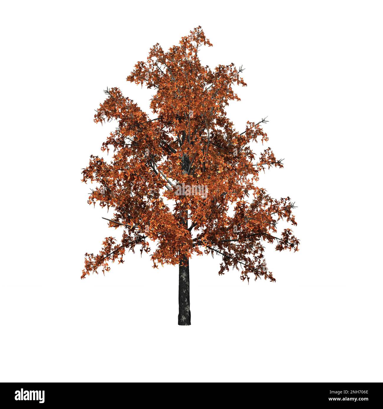 Shingle Oak tree in autumn isolated on white background - 3D ...