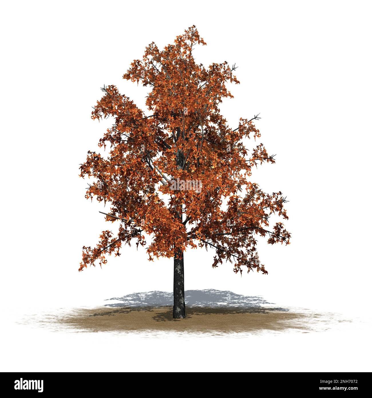 Shingle Oak tree in autumn on sand area - isolated on white background ...