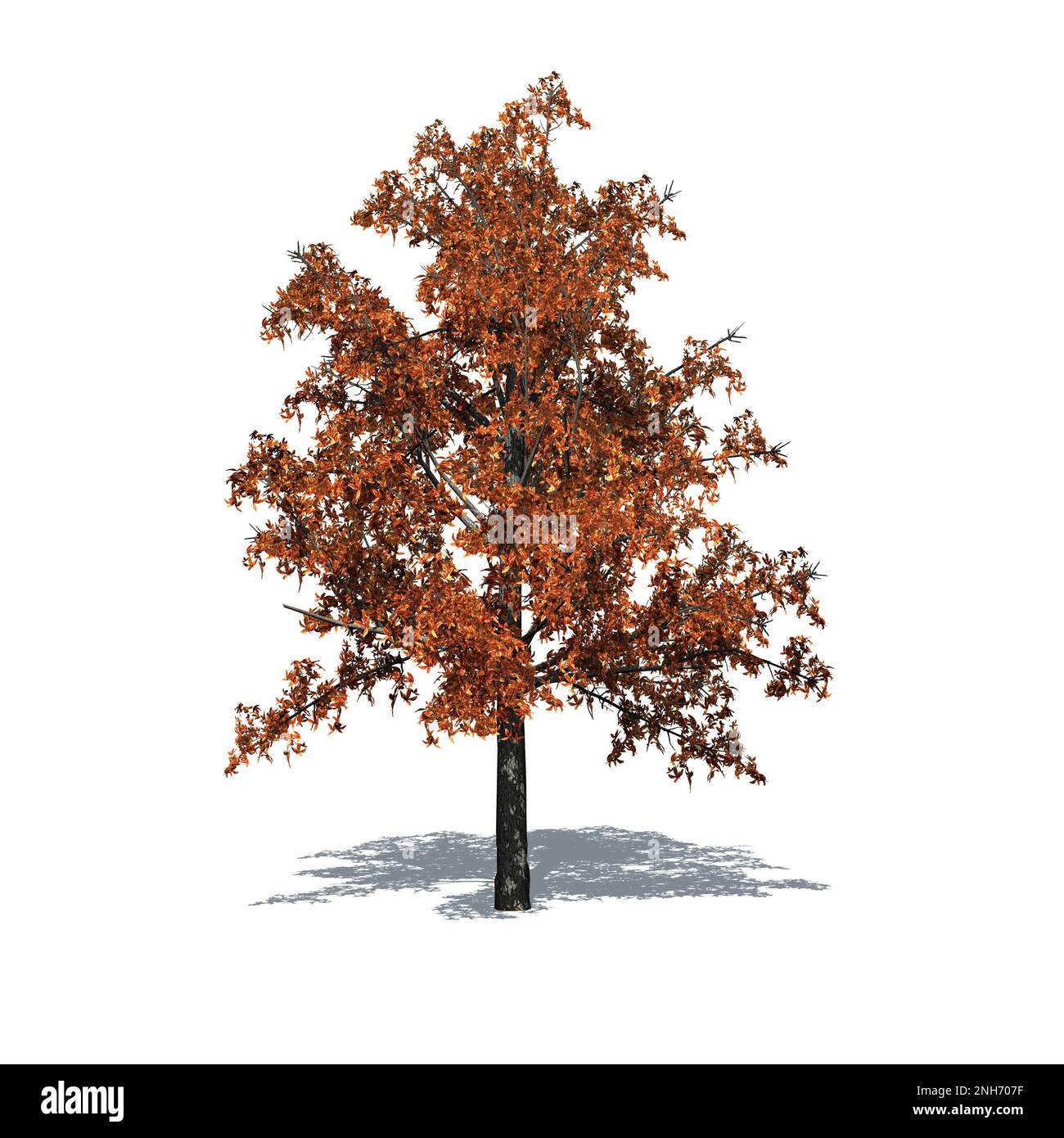 Shingle Oak tree in autumn with shadow on the floor - isolated on white ...