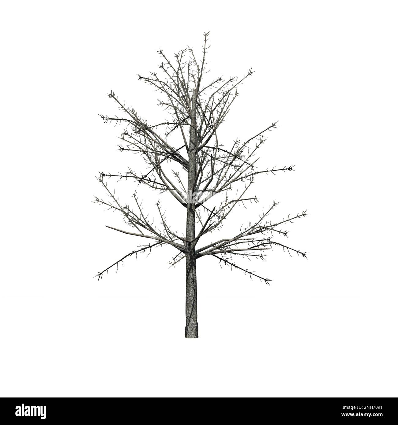 Shingle Oak tree in winter isolated on white background - 3D ...