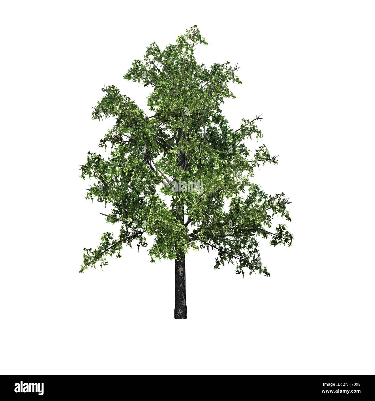 Shingle Oak tree isolated on white background - 3D Illustration Stock ...
