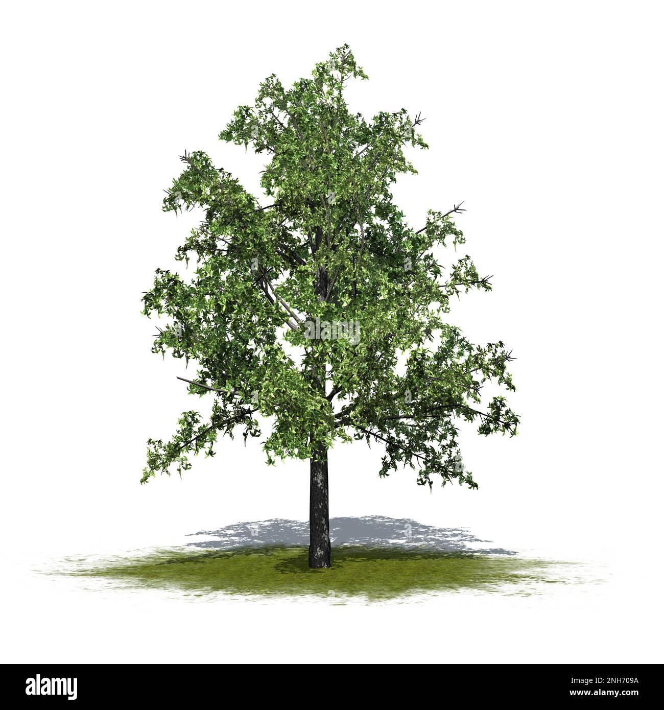 Shingle Oak tree on green area isolated on white background - 3D ...