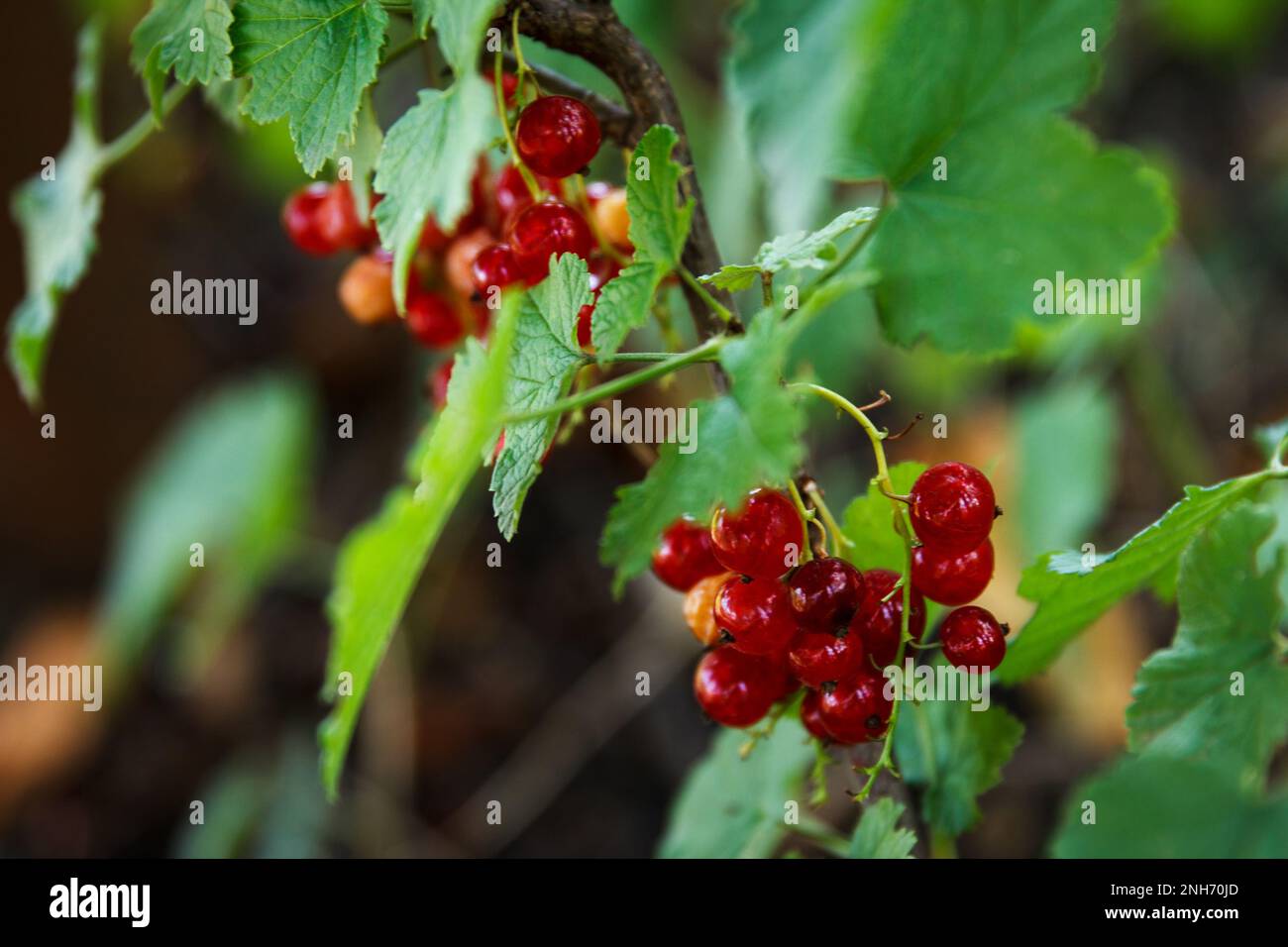 Red currant grew and ripening on a bush branch in natural garden in ...