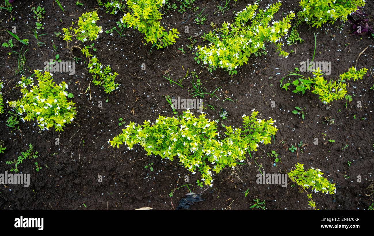 Green plants for Spring background Stock Photo - Alamy