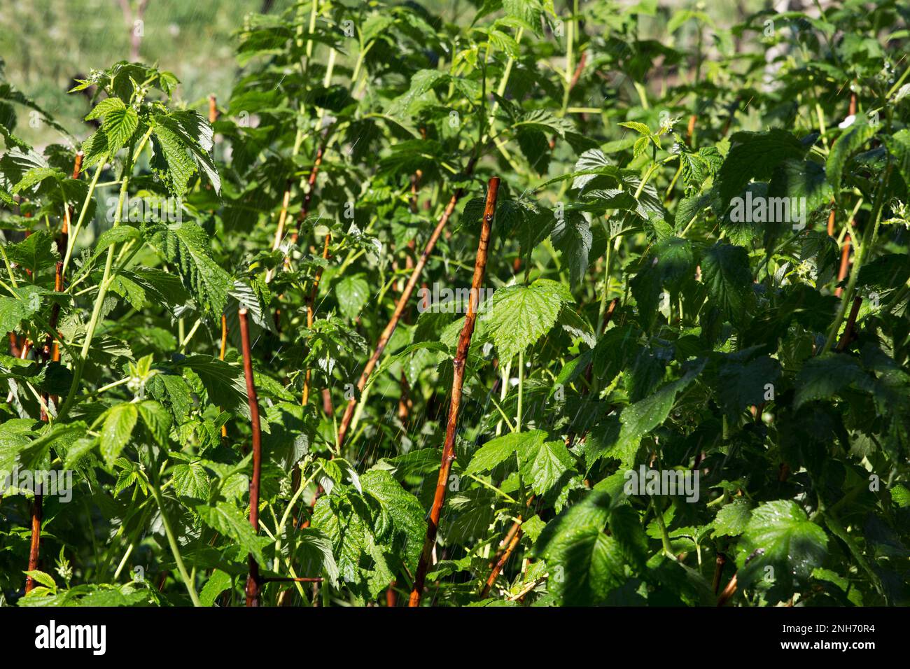 Rain generously pours very green garden and shrubs of growing ...