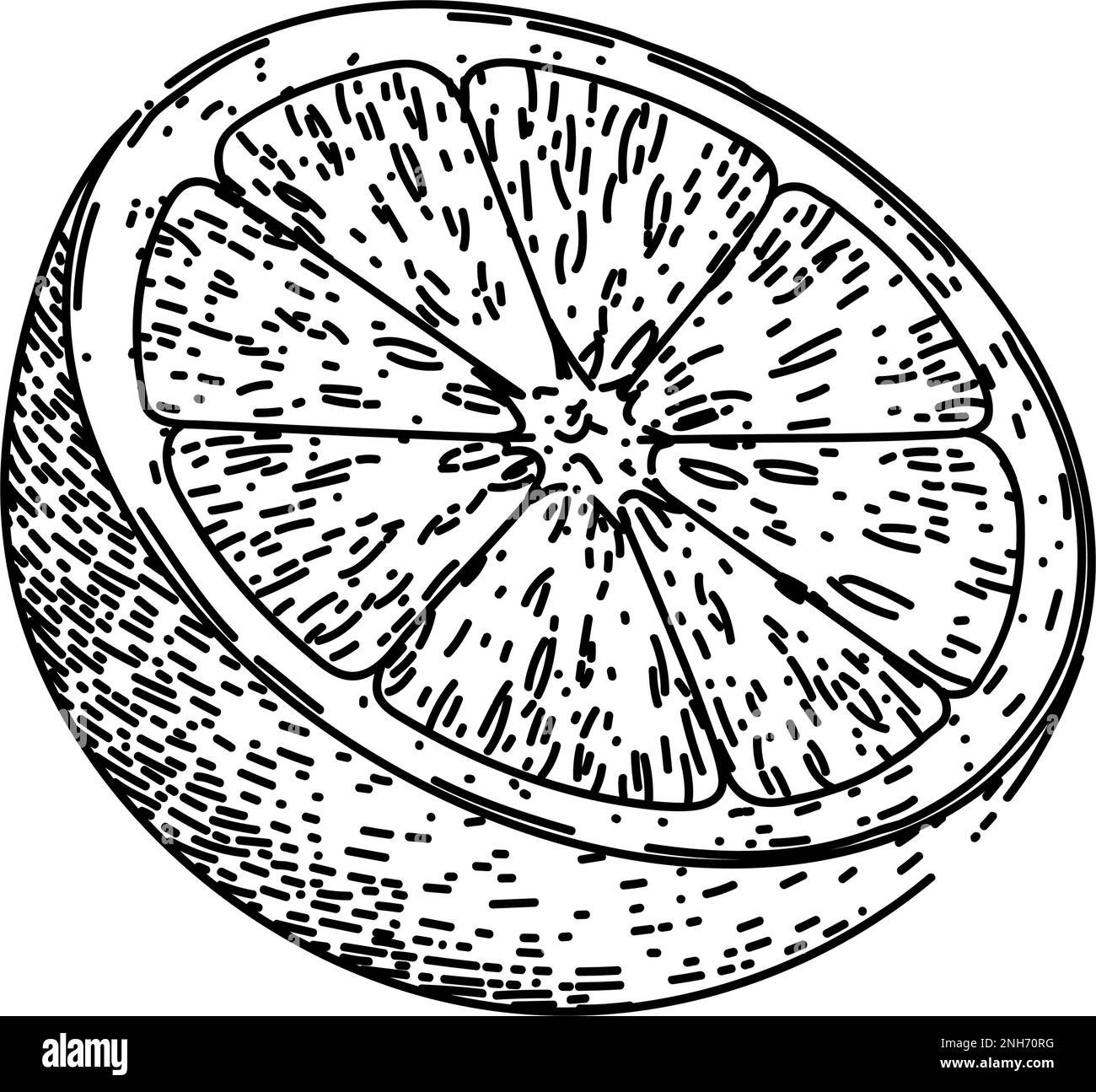 orange slice sketch hand drawn vector illustration Stock Vector Image ...