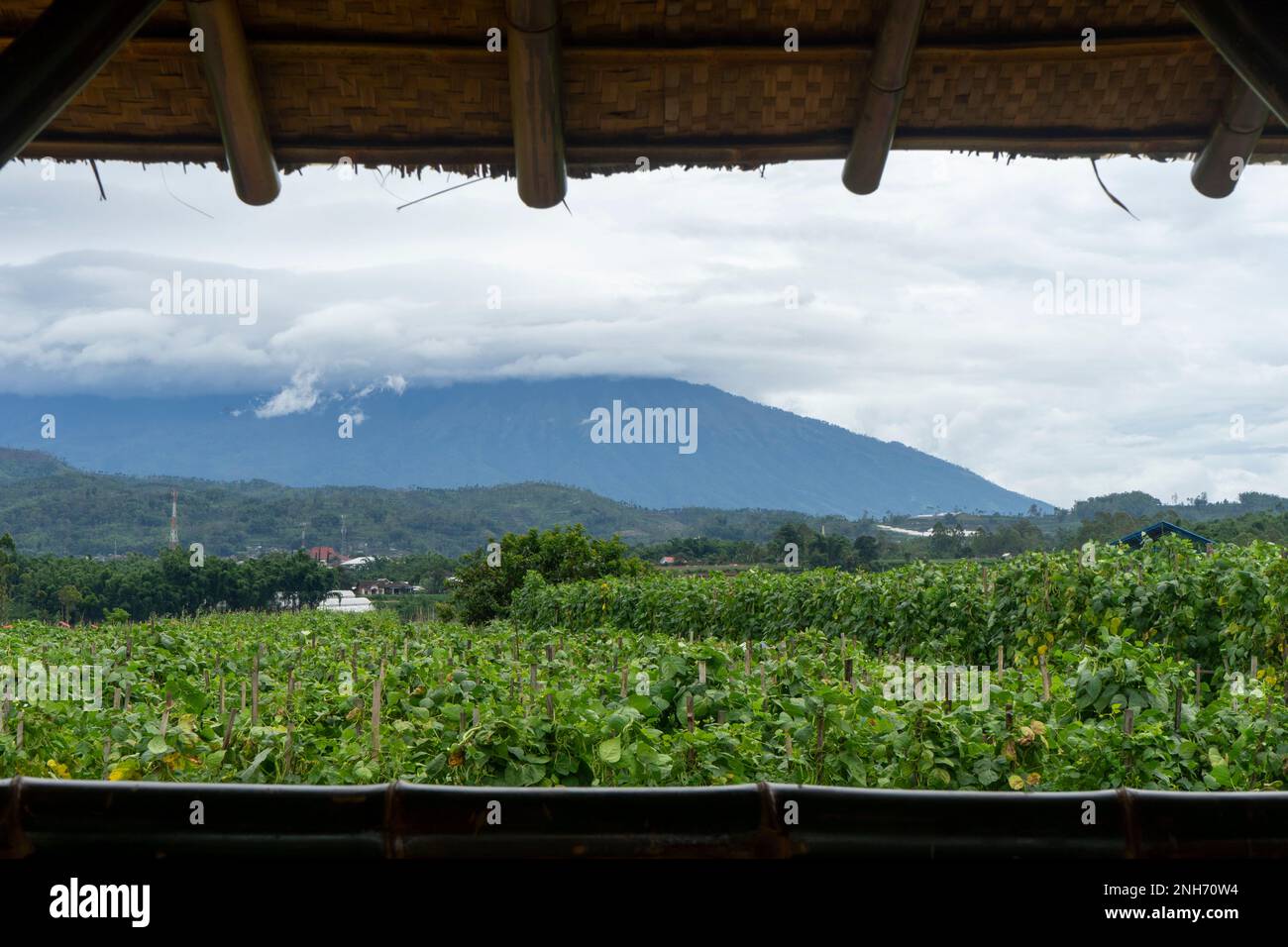 Spring and summer background wallpaper Stock Photo - Alamy