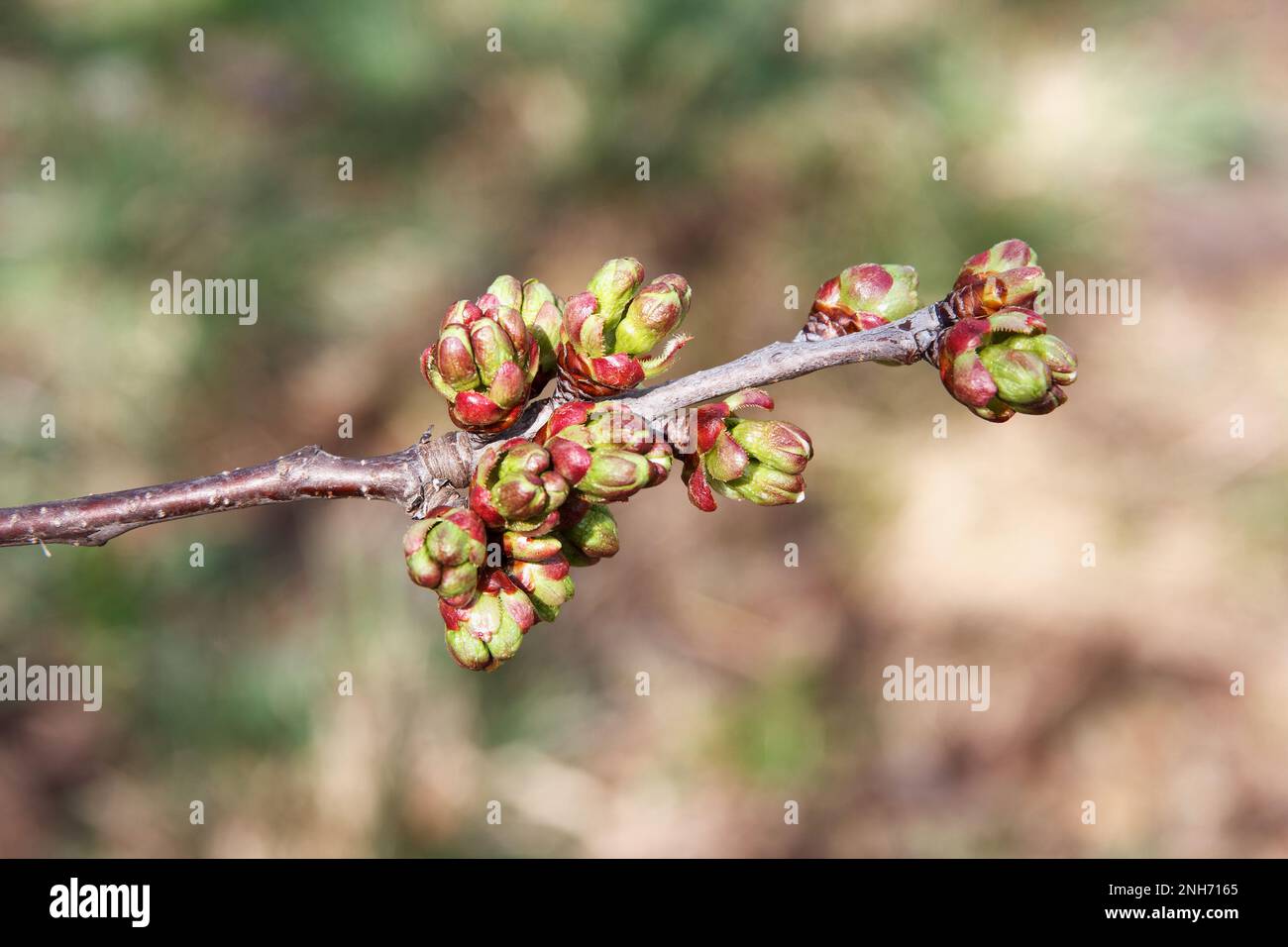 Early spring, buds swelled and spreads first leaves of fruit tree, red ...