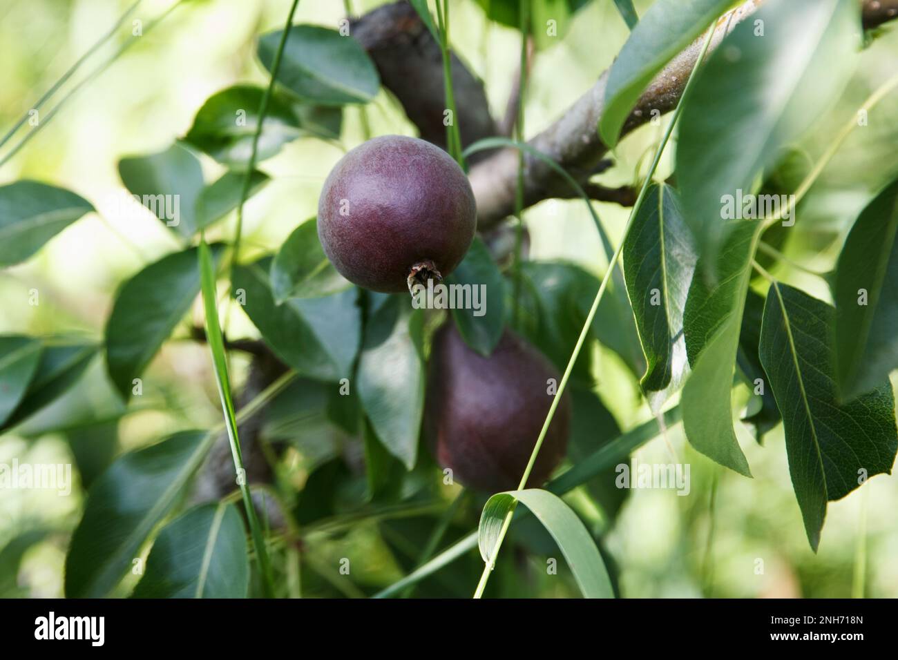 Two red pears grow and ripening on a tree in a beautiful fruit garden ...