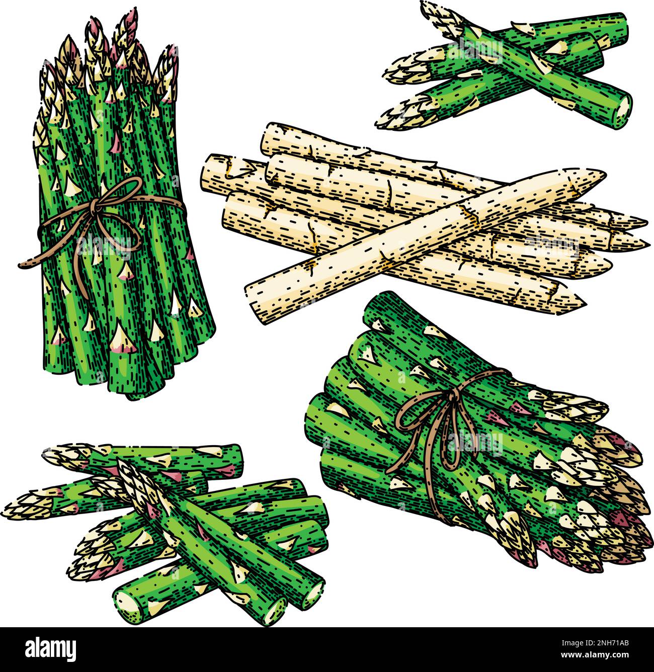asparagus green white food set sketch hand drawn vector Stock Vector ...