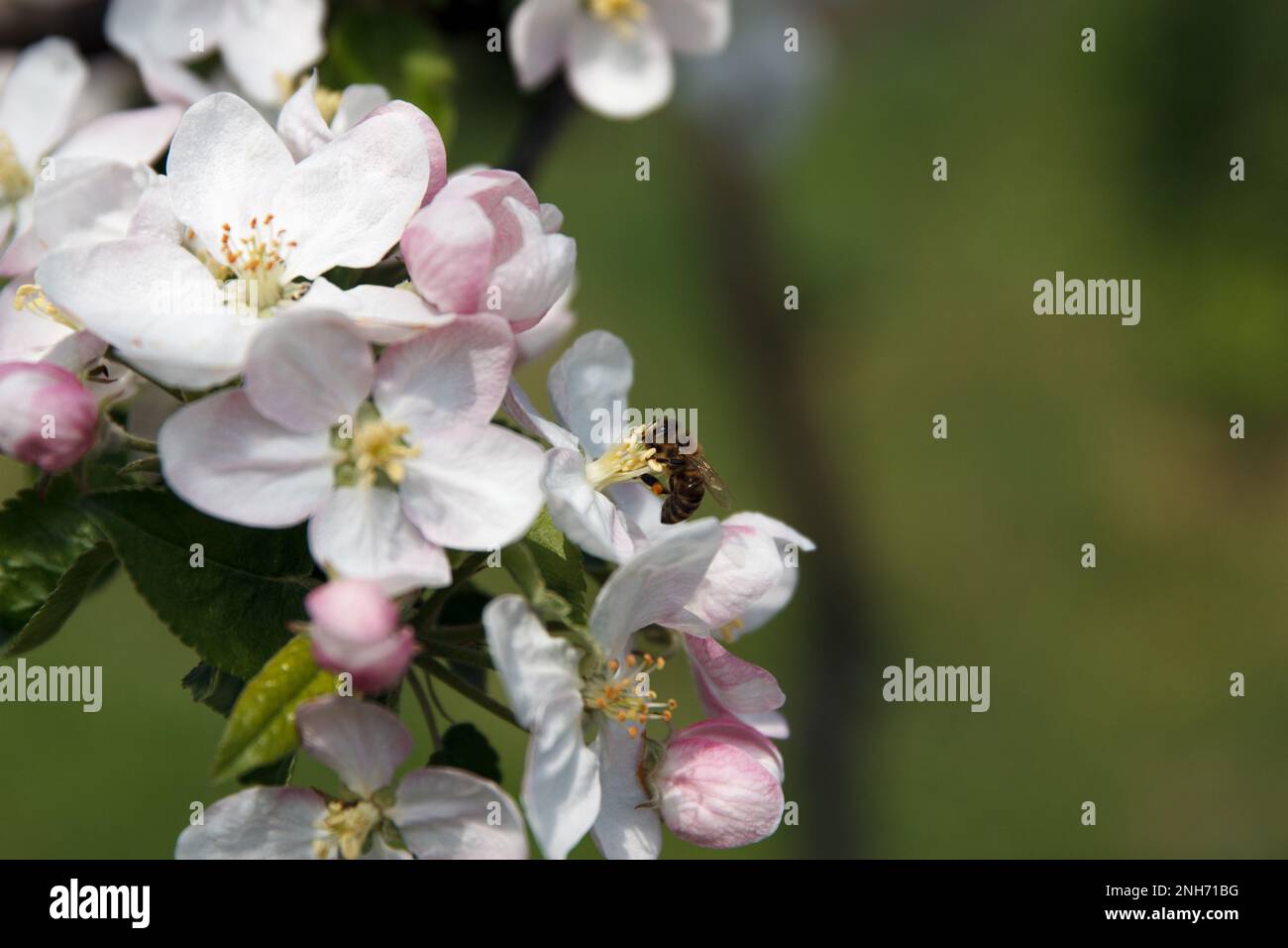 Bee collects nectar and pollinates flowers of flowering apple tree ...
