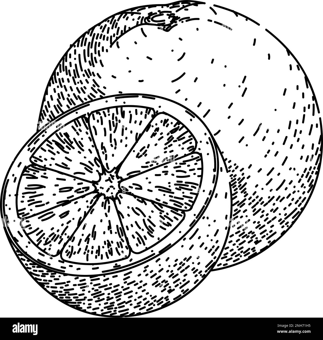 Juicy orange cut slices Black and White Stock Photos & Images - Alamy