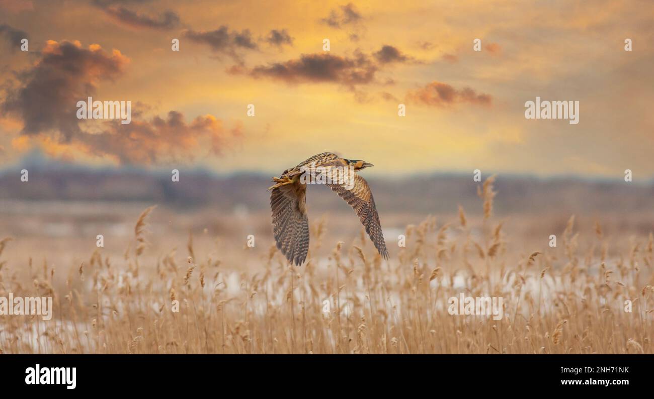 big bird in the reeds, Eurasian Bittern, Botaurus stellaris Stock Photo ...