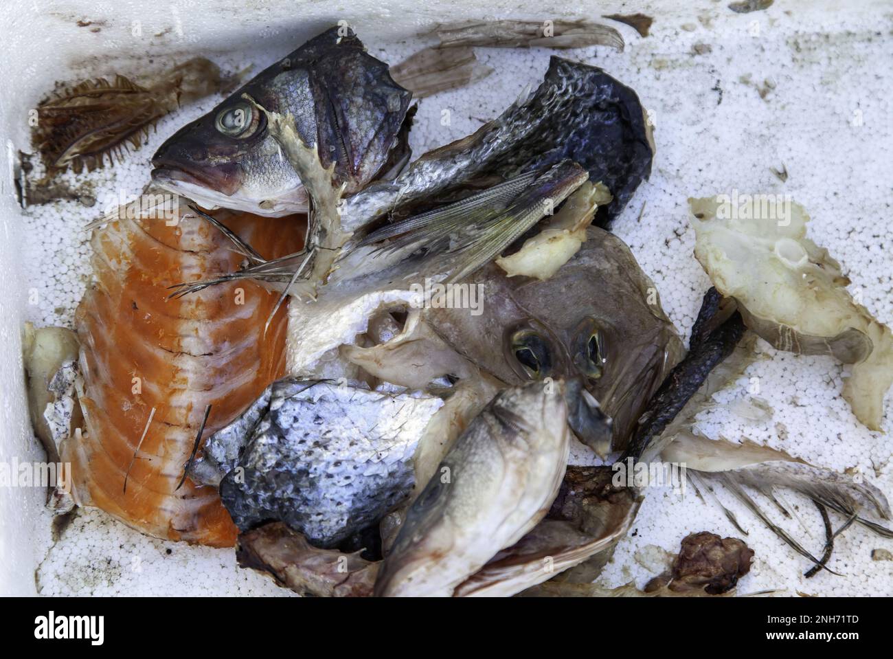 Rotten fish hi-res stock photography and images - Alamy