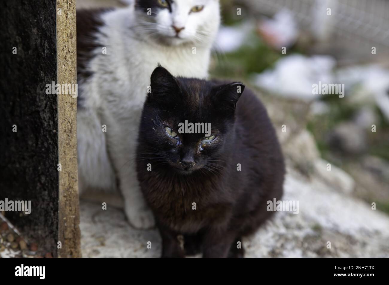 Cats homeless animals hi-res stock photography and images - Alamy