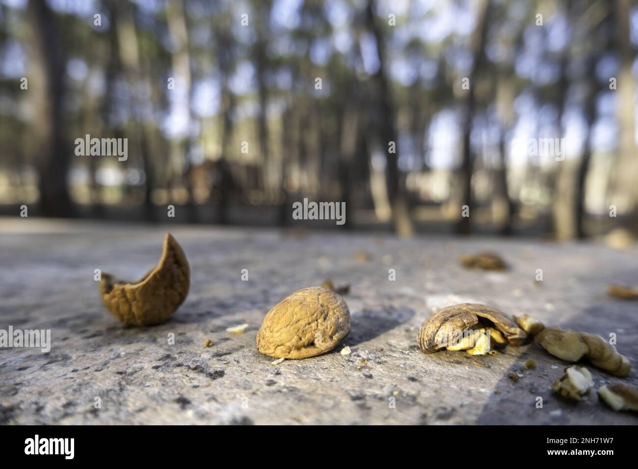 Detail of peeled walnut shells in the forest, dry fruit, healthy eating ...