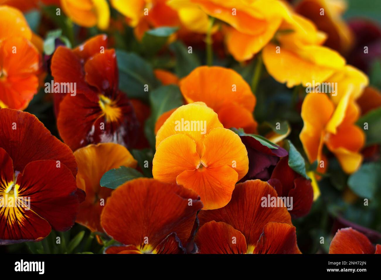 Geranium odorata red and orange field of flowering summer flowers in ...