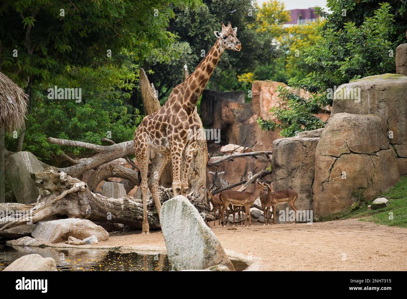 Giraffe Full Body Profile