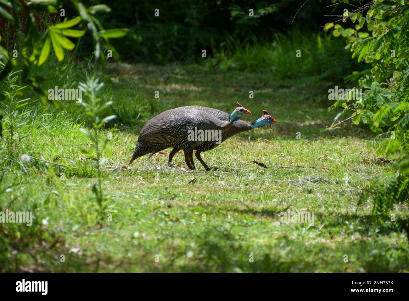 A pair of wild guinea fowl in a nature reserve in Zimbabwe Stock Photo ...