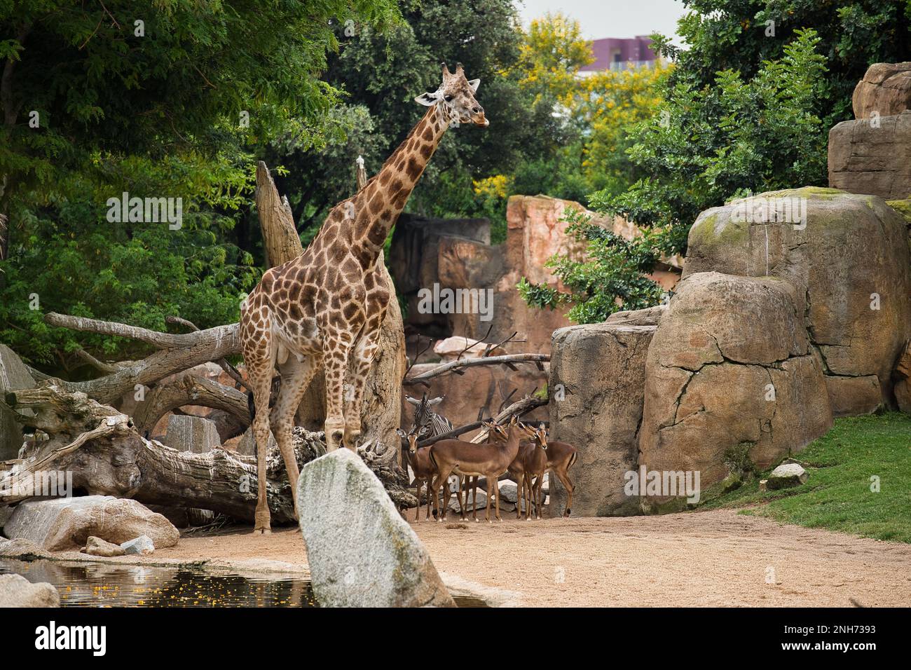 Giraffes eating from trees hi-res stock photography and images - Alamy