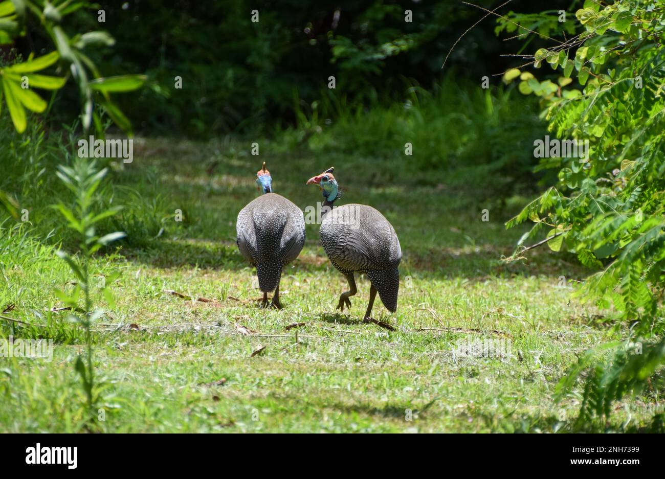 A pair of wild guinea fowl in a nature reserve in Zimbabwe Stock Photo ...