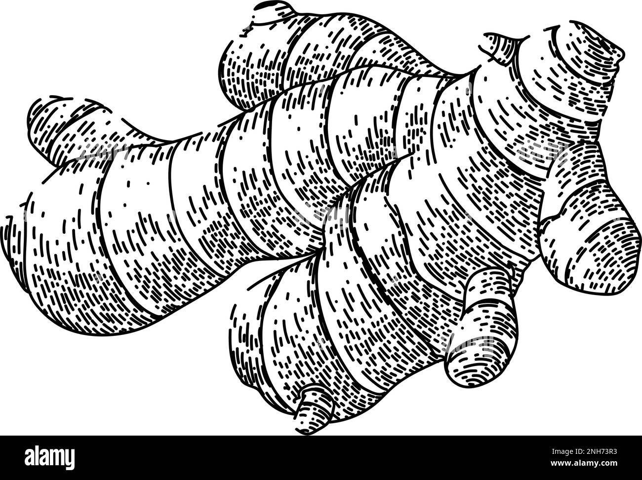 ginger root sketch hand drawn vector illustration Stock Vector Image ...