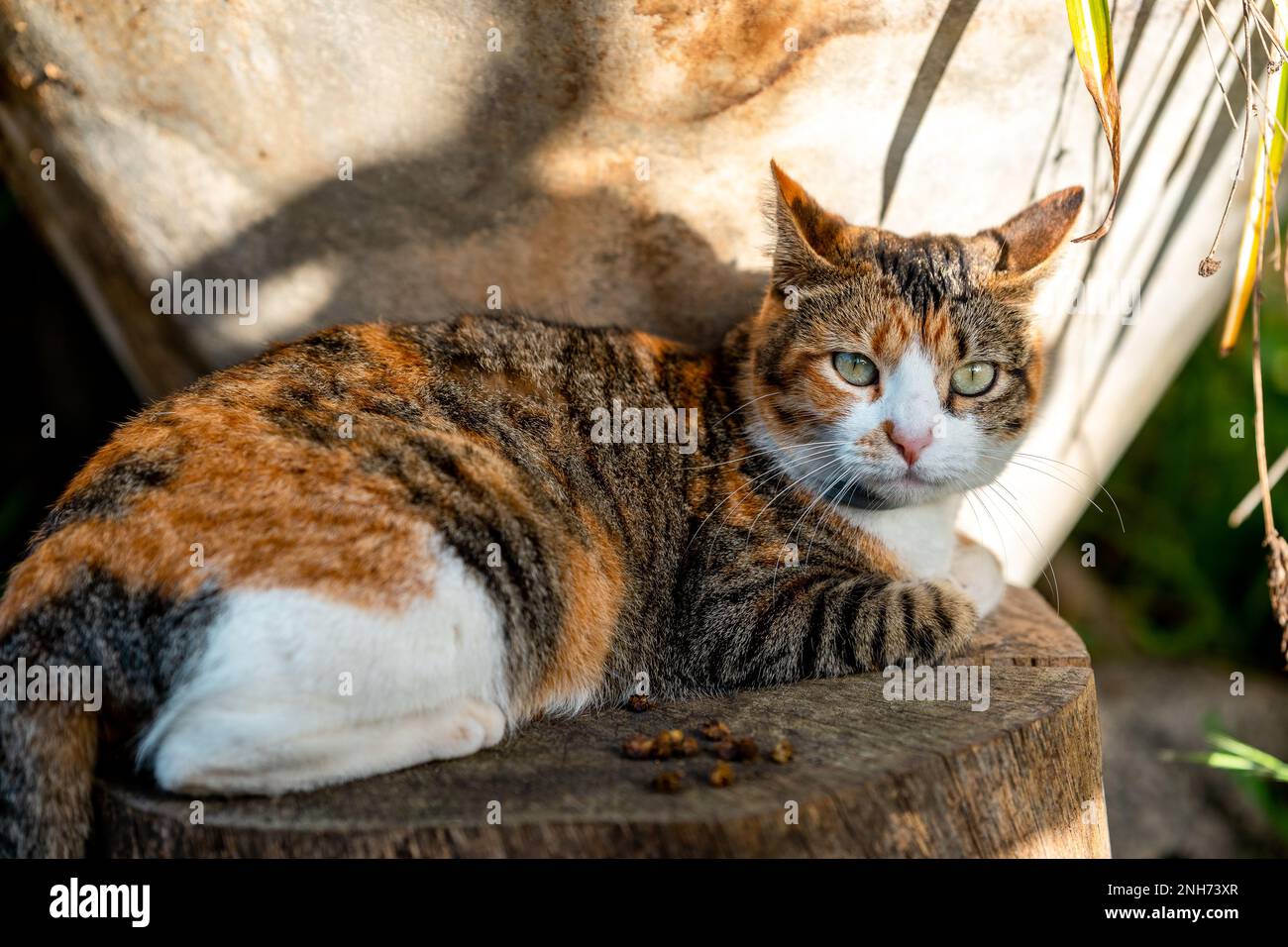wild brown tabby cat with green eyes in the garden. close up Stock ...