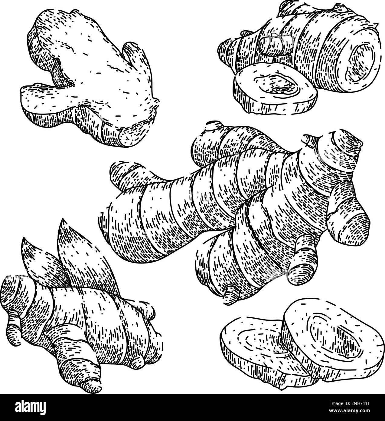 ginger root food set sketch hand drawn vector Stock Vector Image & Art ...