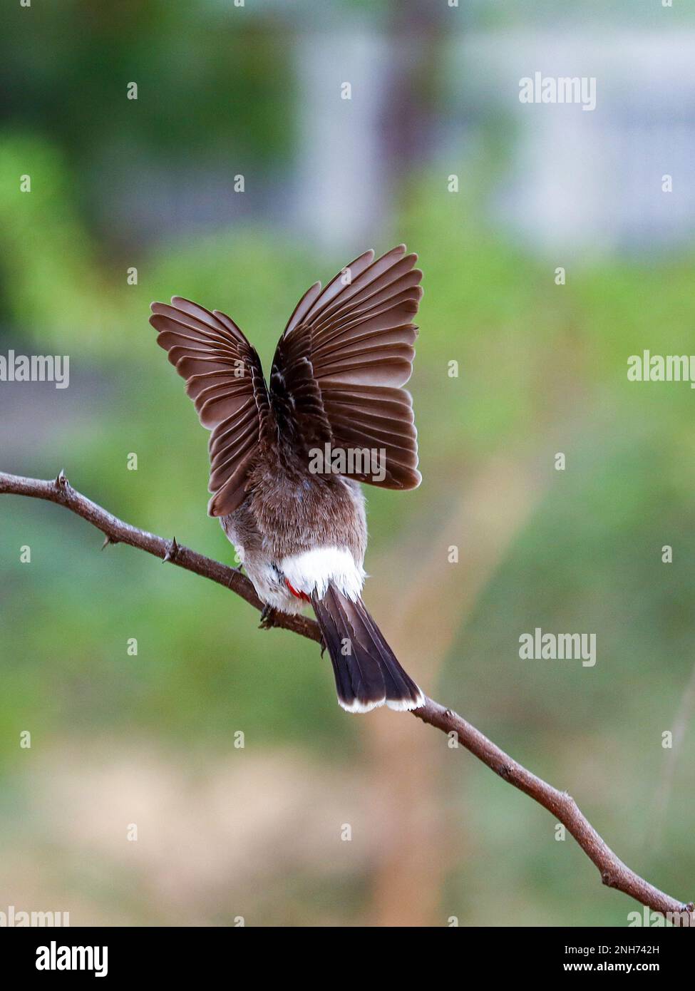Red Vented Bulbul spreading the wings to fly Stock Photo - Alamy