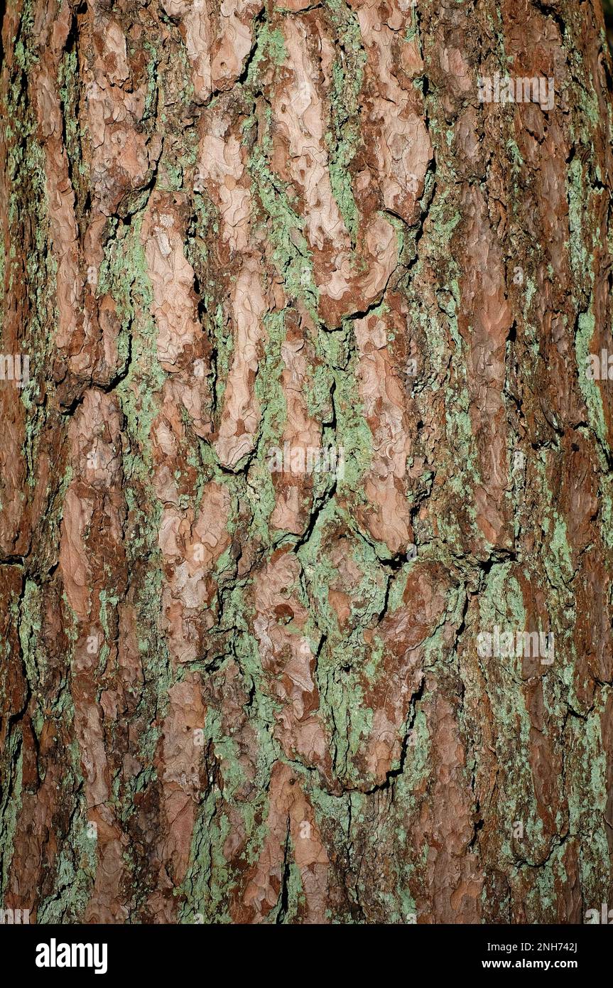 Conifer texture hi-res stock photography and images - Alamy