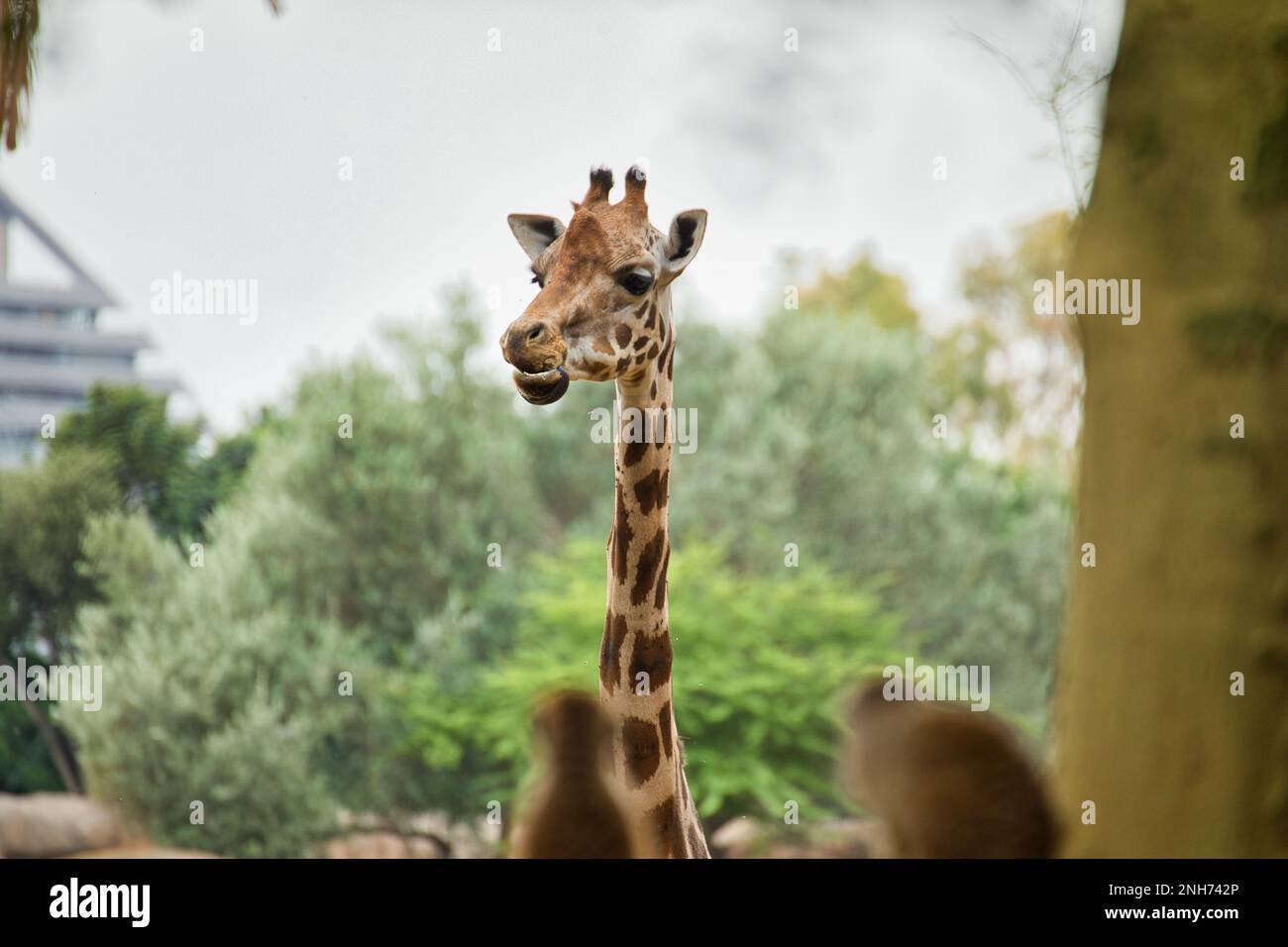 Beautiful portrait from a giraffe hi-res stock photography and images ...