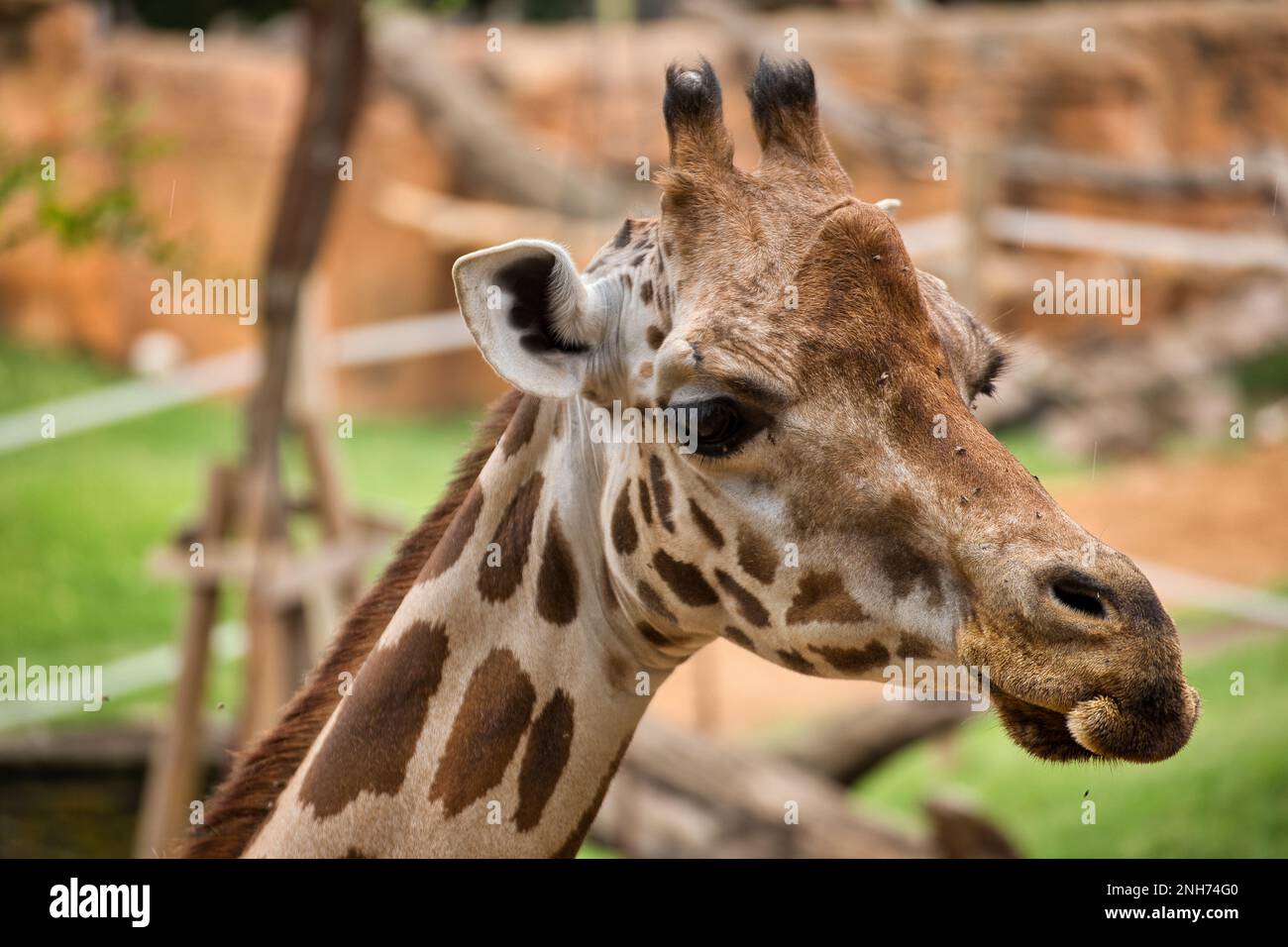 Giraffe from the side hi-res stock photography and images - Alamy
