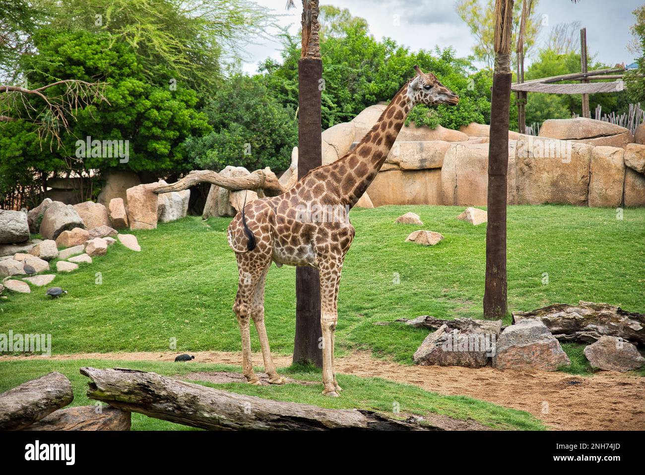 Full body shot of a giraffe from the side with a grassy landscape with ...