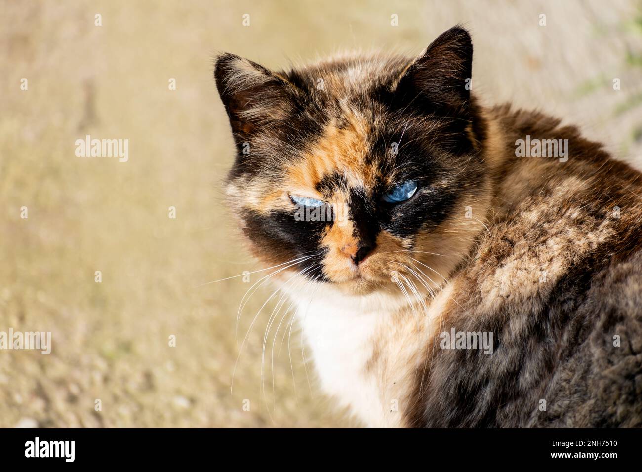 Beautiful calico cat with blue eyes sitting in the garden with sunshine ...