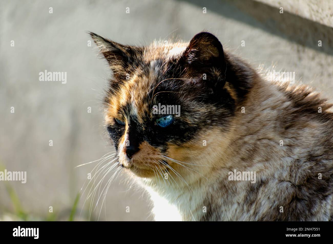 Beautiful calico cat with blue eyes sitting in the garden with sunshine ...