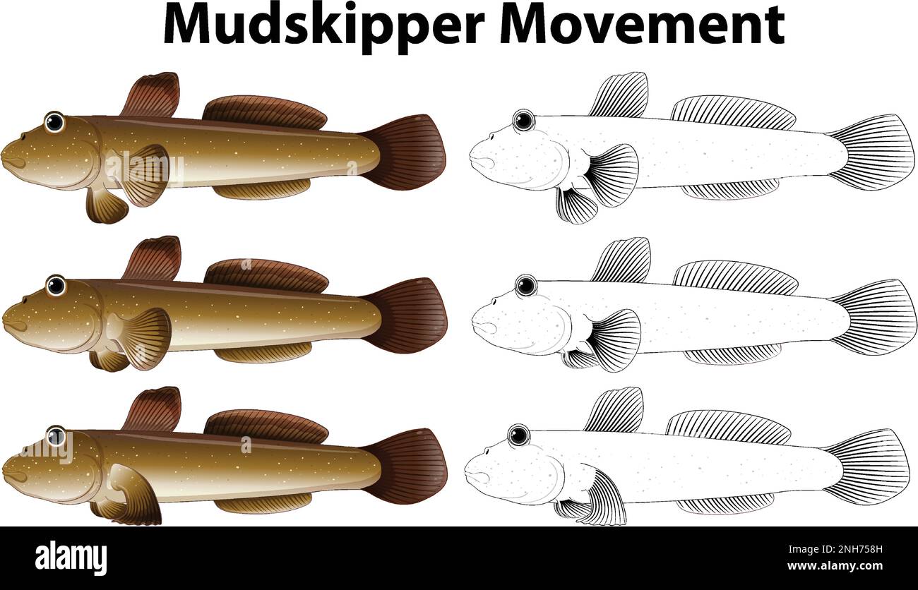 Mudskipper Movement Vector Concept illustration Stock Vector Image ... Mudskipper Movement Vector Concept illustration Stock Vector Image ...