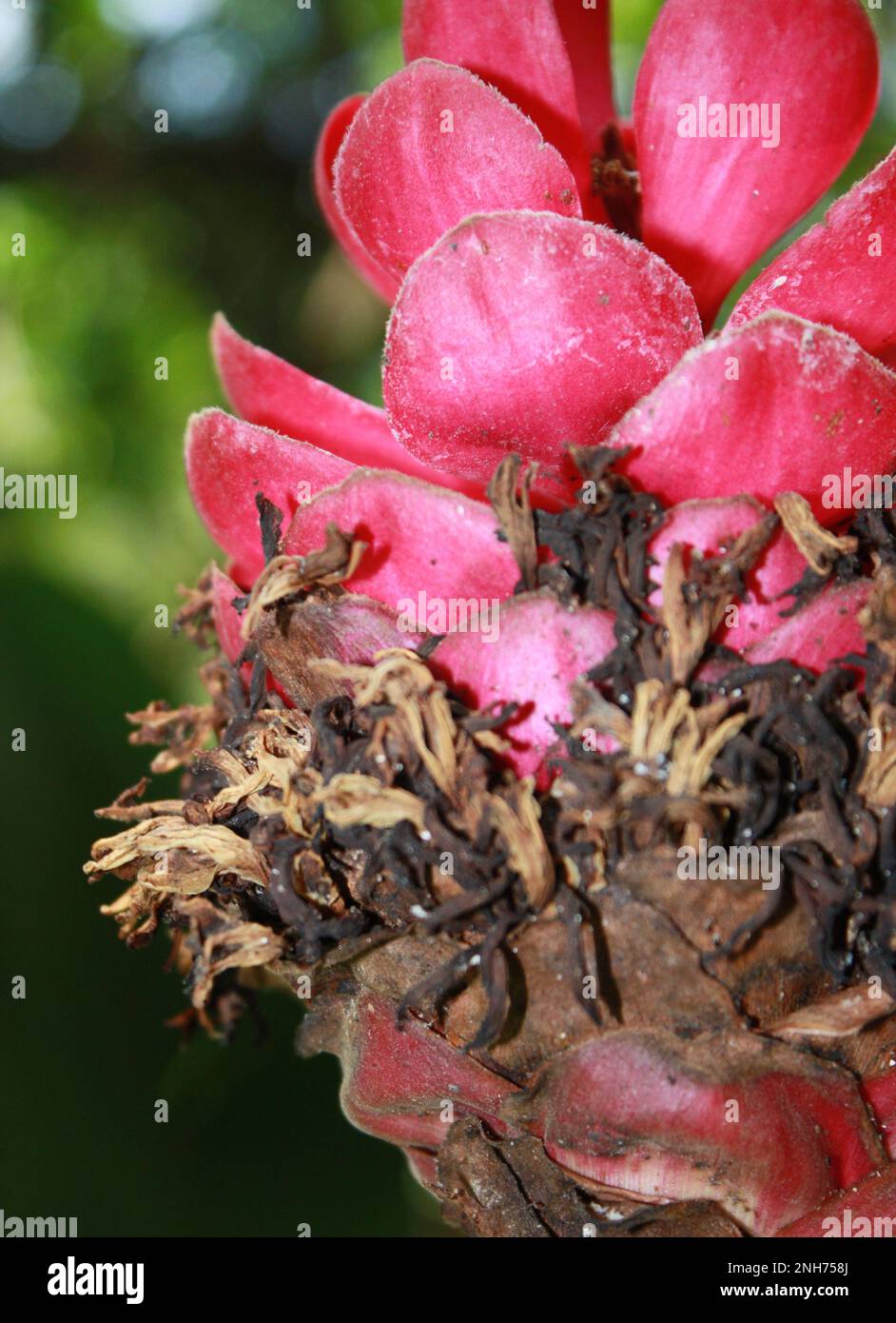 Pink tropical plant at the Botanical Gardens in Miami, Florida USA ...