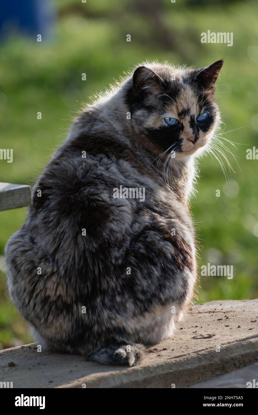 Beautiful calico cat with blue eyes sitting in the garden with sunshine ...